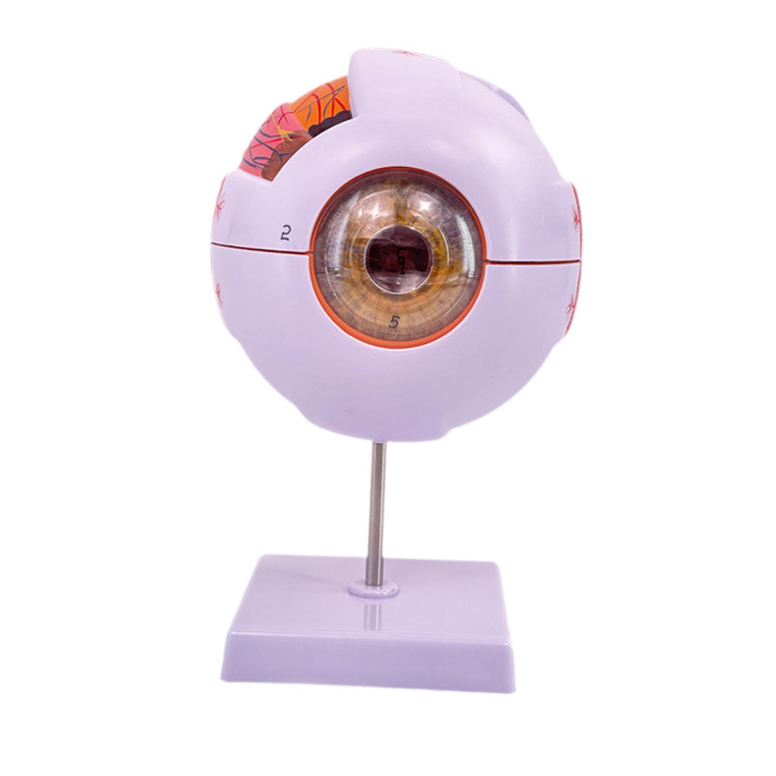 LeeQinersw Human Eye Anatomical Model Eyeball Display Model for Lab ...