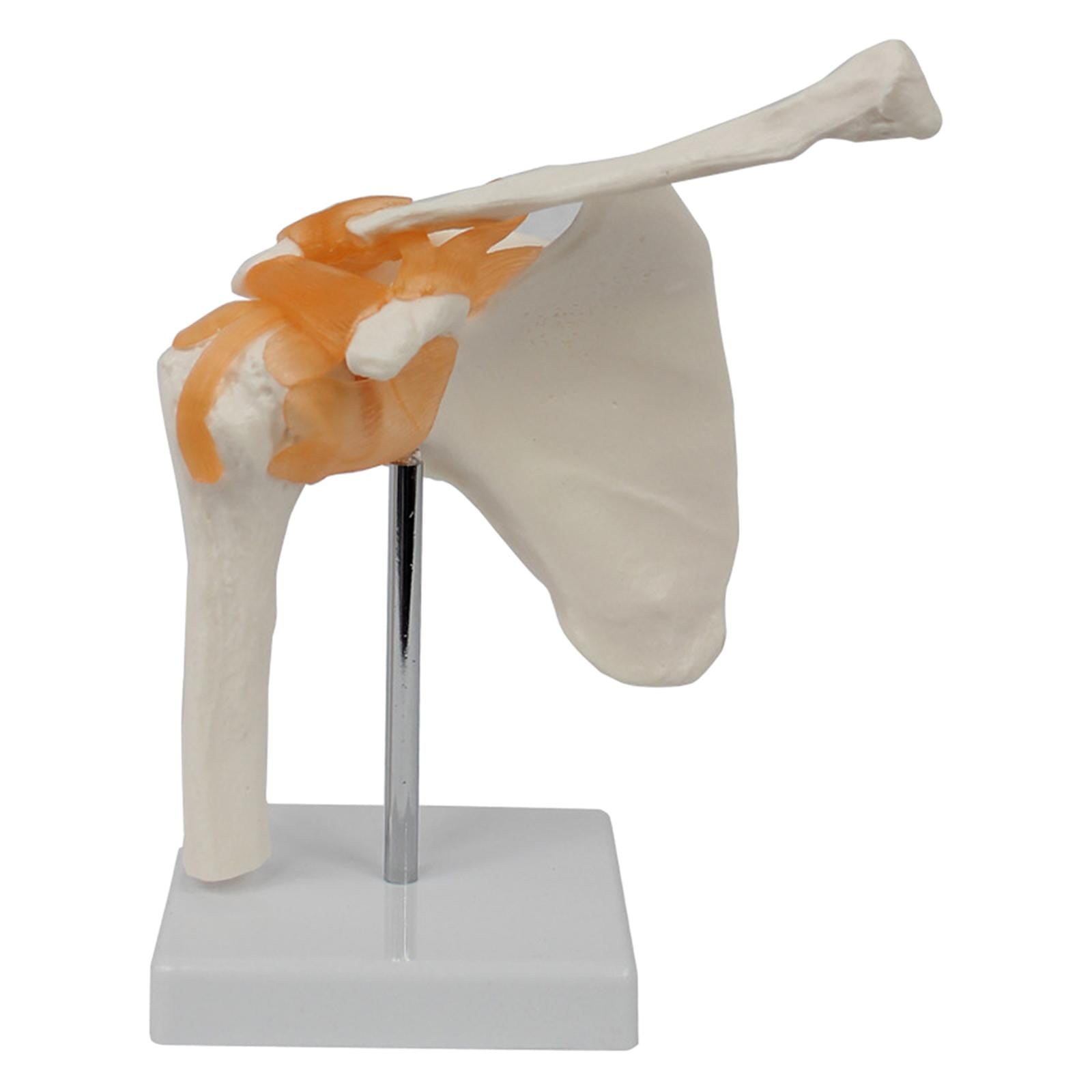 LeeQinersw Human Shoulder Joint Model Skeleton Model for Studying Lab ...