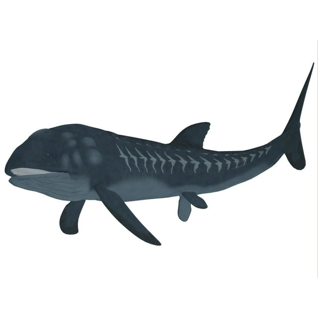 Leedsichthys is an extinct bony fish from the Mesozoic Era Poster Print ...
