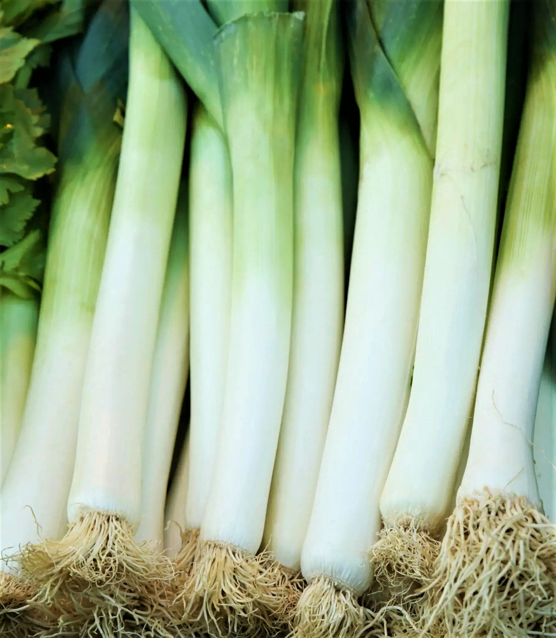 Leek, American Flag Leek Seeds, Non GMO, 200 Seeds PER Package, Great ...