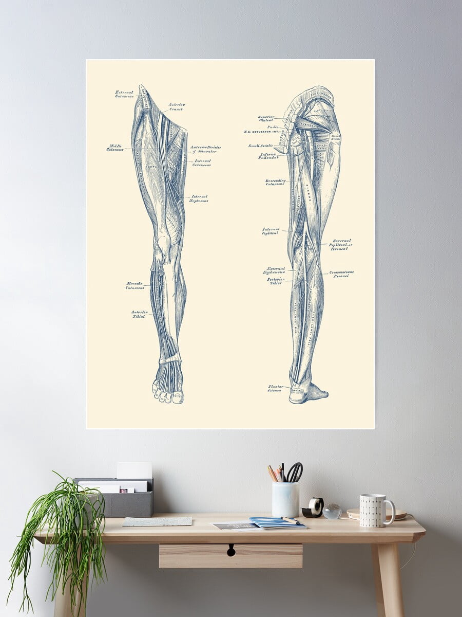 Leg Muscular System - Dual-View - Vintage Anatomy Print Poster Wall Art ...