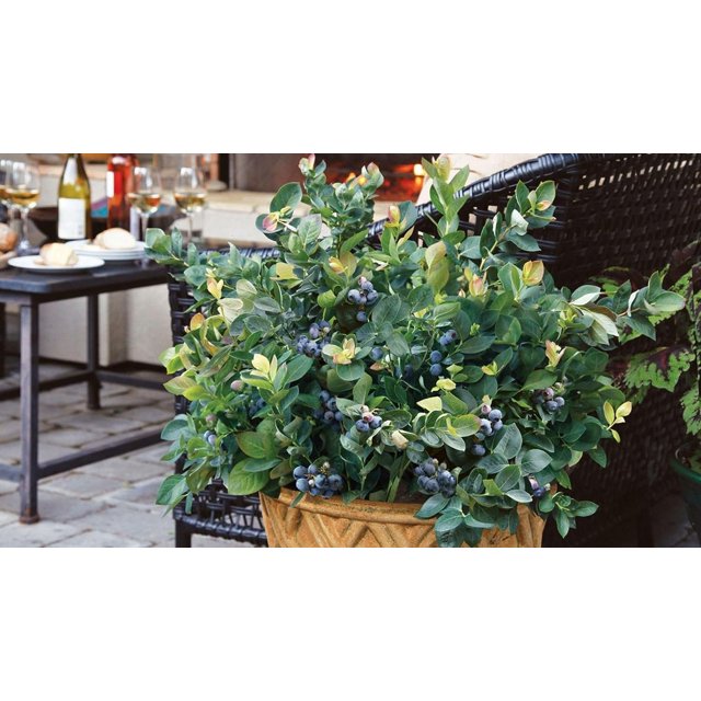 Legacy Blueberry Plant - 4 Live Starter Plants - Vaccinium - Edible ...