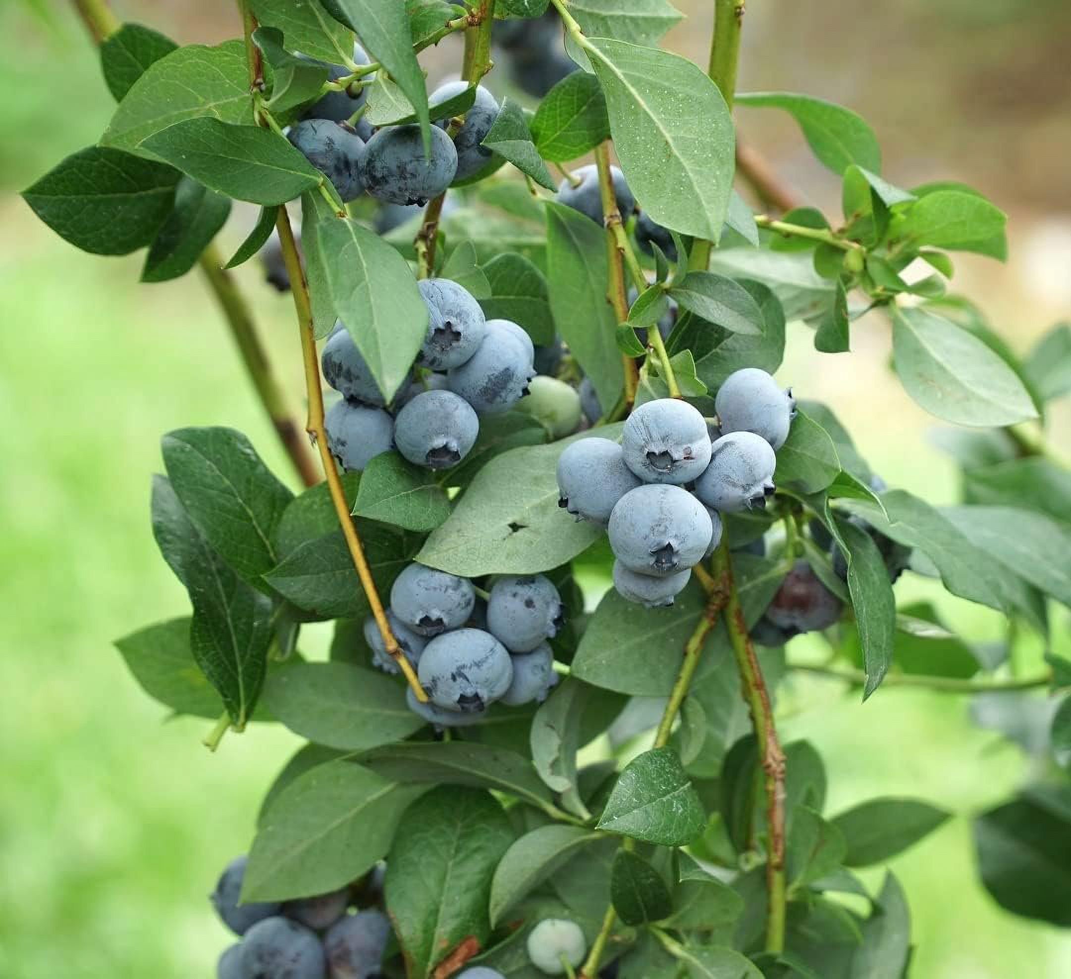 Gurney's Northland Semi-Dwarf Blueberry Plant, 2.50 Qt Potted Deciduous ...