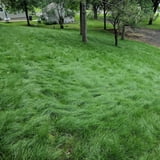 Legacy Fine Fescue Grass Seed - Northern Mix for Sun & Shade - Bulk 25 ...