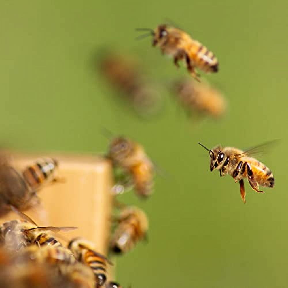 Lehmans Stoney Acres Beekeeping Solid Base Assembled 10 Frame Honeybee ...