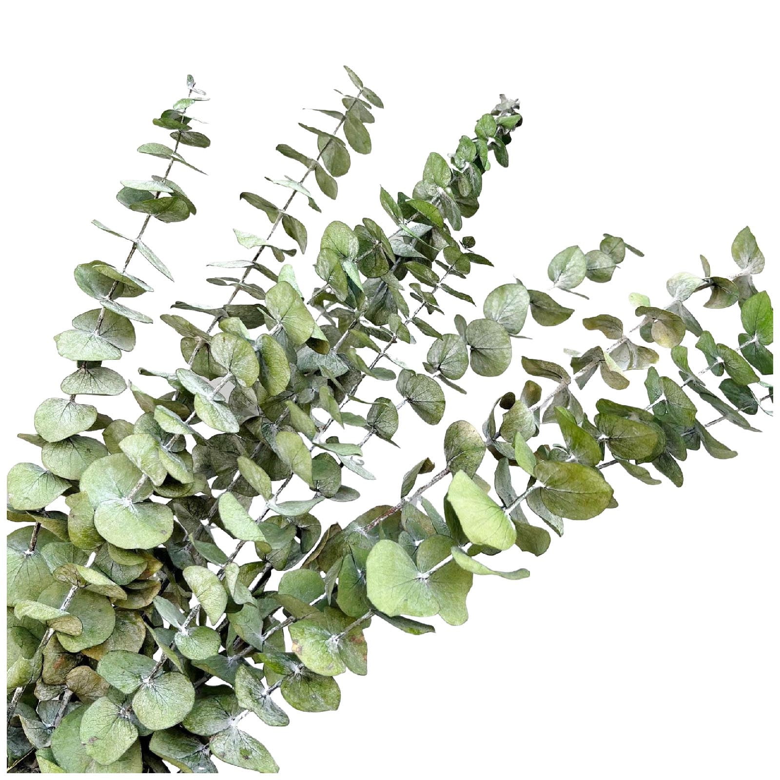 Leiity A Bunch Of Five Preserved For Bathing Natural Flower Decor ...