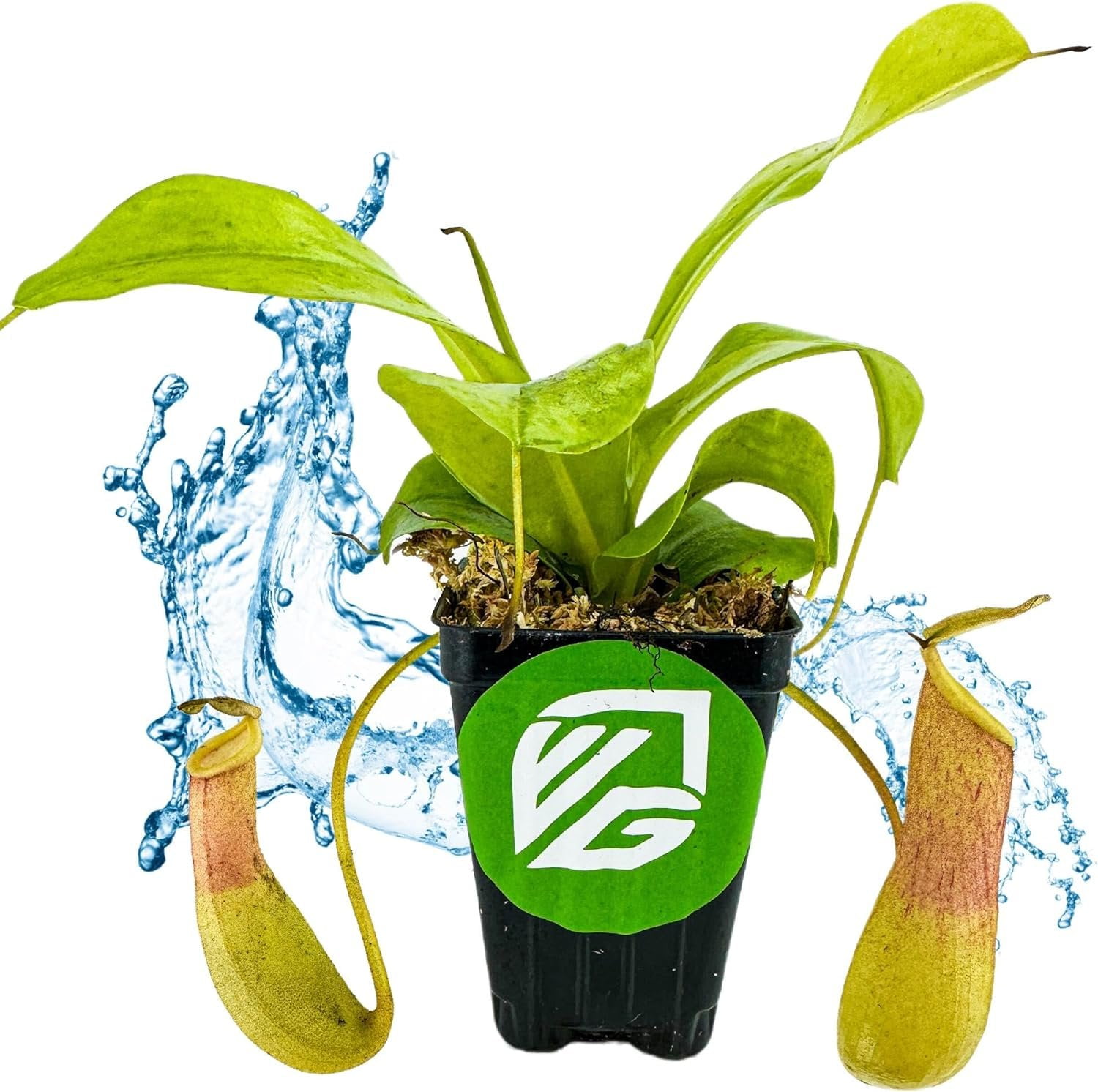 Lemon Alata Live Carnivorous Pitcher Plant - Nepenthes alata - Walmart.com