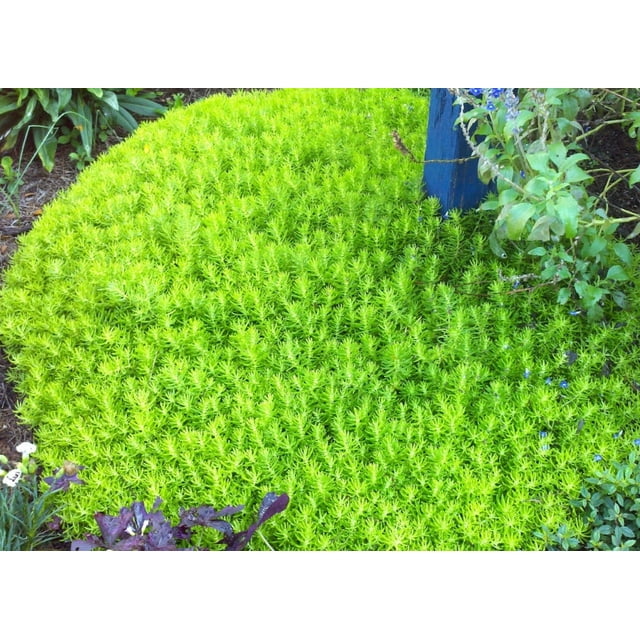 Lemon Ball Sedum - Stonecrop - 2.5" Pot - Indoors or Out - Walmart.com