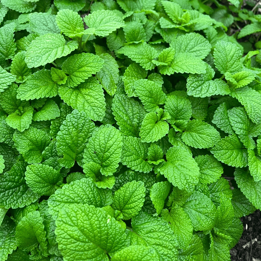 Lemon Balm Live Herb Plants - 3 Pack Lemon Balm From 4 To 6 Inches ...