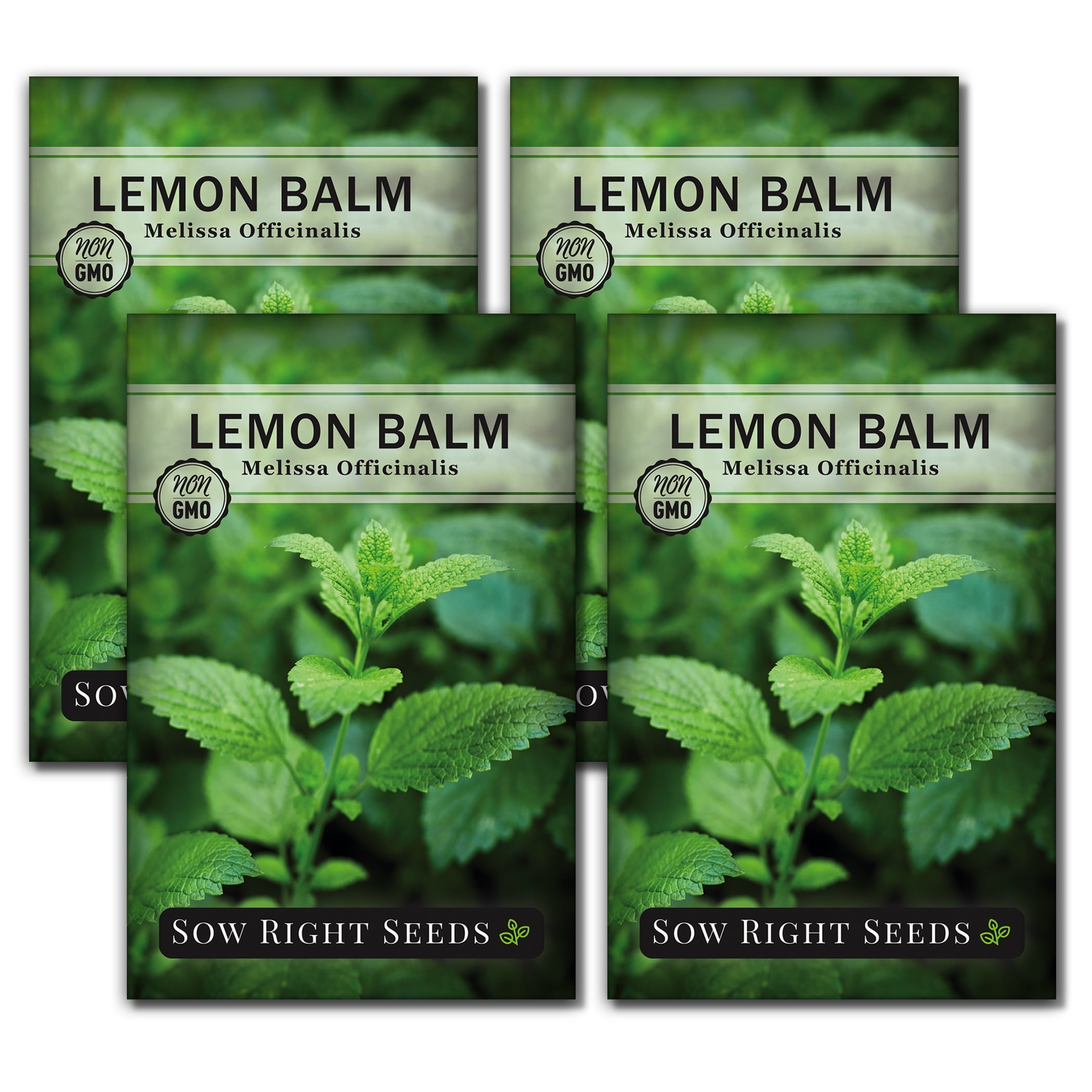 Sow Right Seeds - Lemon Balm Heirloom Seeds, Non-GMO, Indoor/Outdoor ...