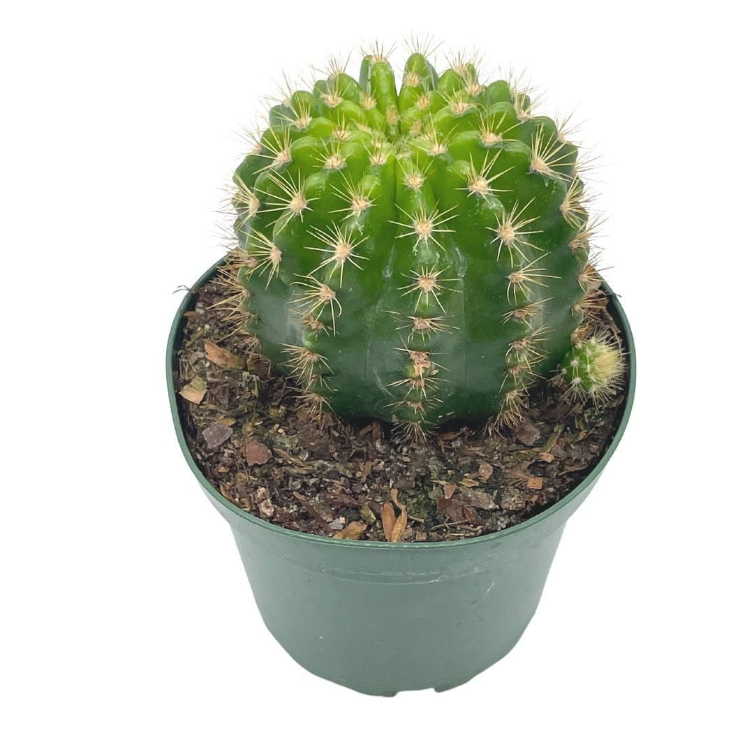 Lemon Barrel Cactus, 4 inch, Echinopsis Calochlora - Walmart.com