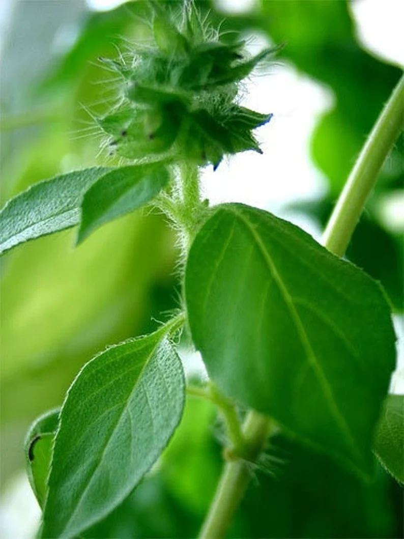 Sherwood Seeds 20 Lemon Basil Plant Seeds, Fruit Loops Smell Heirloom ...