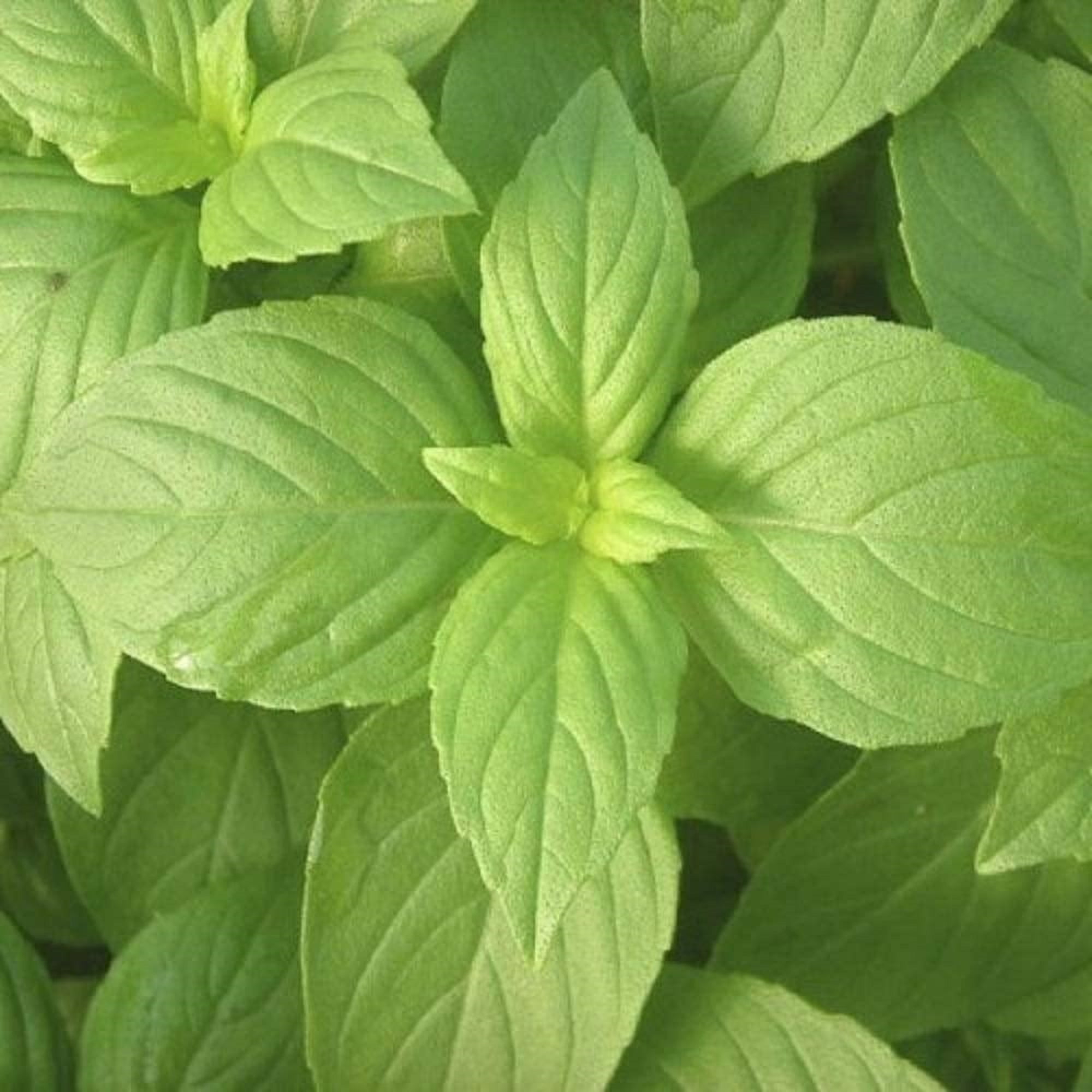 Basil, Sweet Seed - 100+ Seeds, Great All Around Basil, Makes Excellent ...