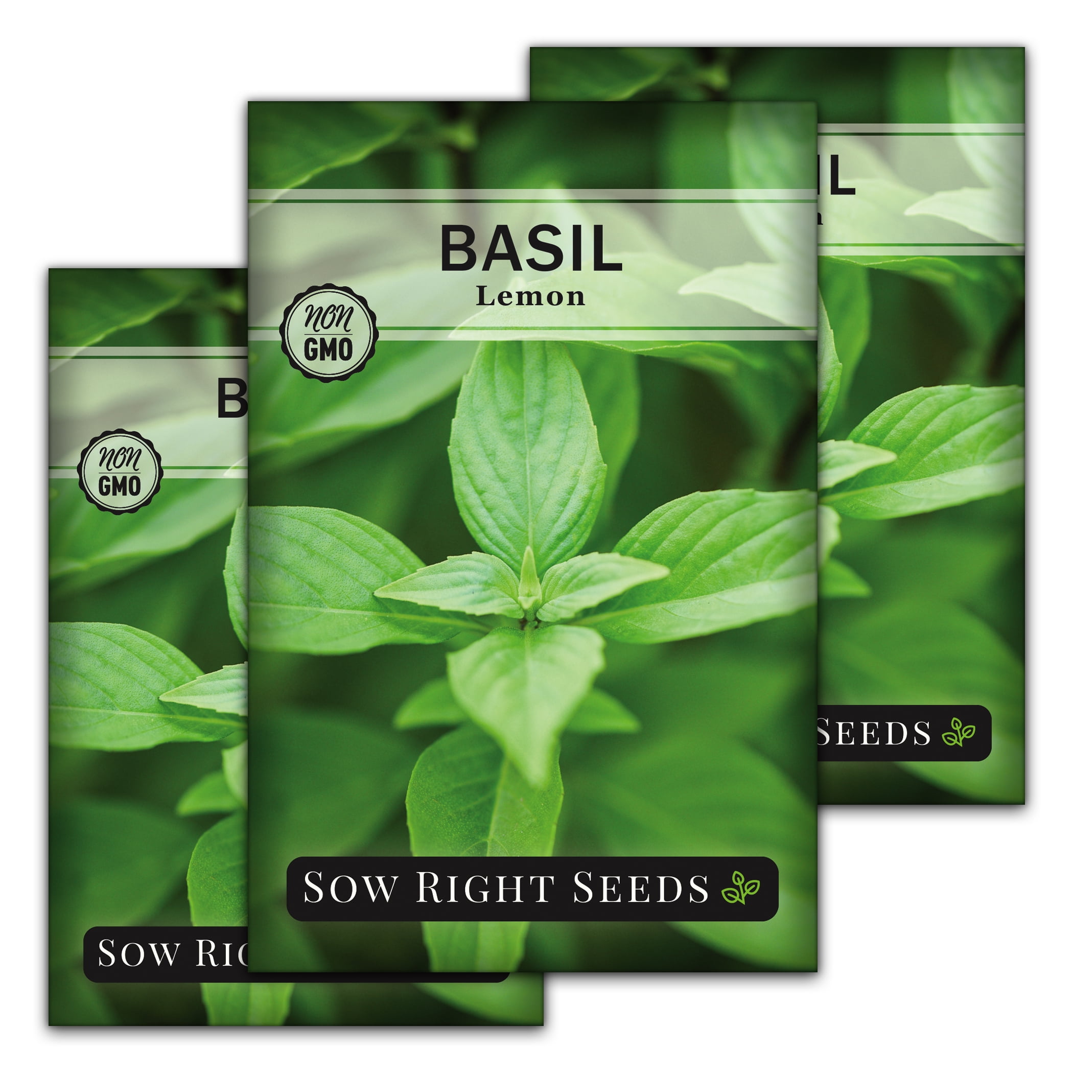 Lemon Basil Seeds for Planting - Non GMO Heirloom Varieties for your ...