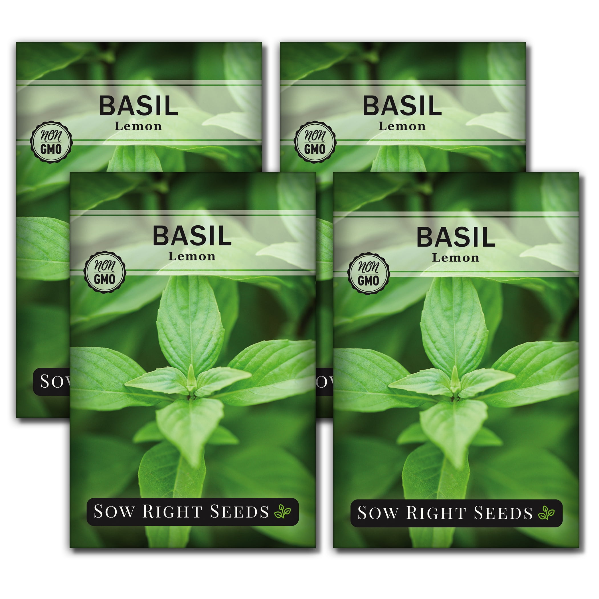 Lemon Basil Seeds for Planting - Non GMO Heirloom Varieties for your ...