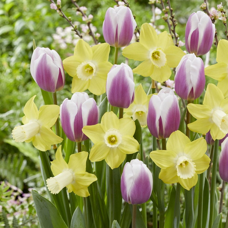 Lemon Beauty Tulip and Daffodil Mix Flower Bulbs - 10 Bulbs per Pack ...