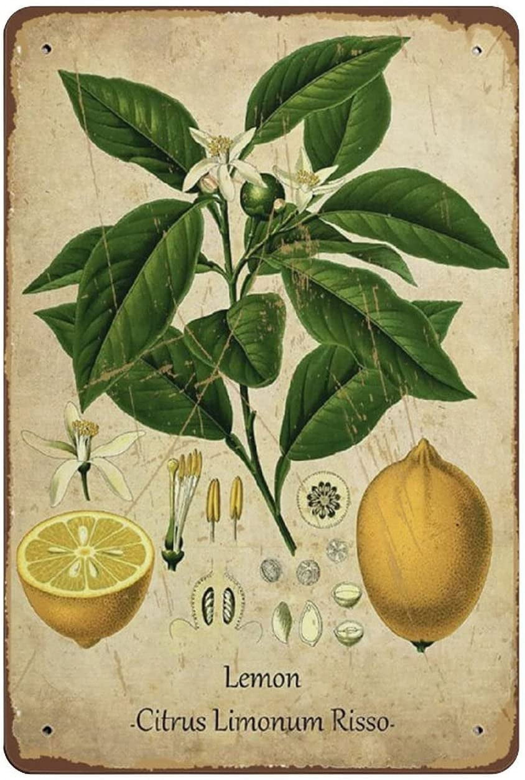 Lemon Botanical Poster Ready To Hang French Kitchen Decor Botanical ...