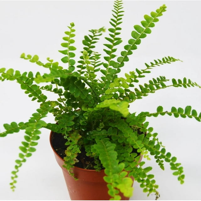 Lemon Button Fern - 20 Live Starter Plants in 2 Inch Pots - Nephrolepis ...