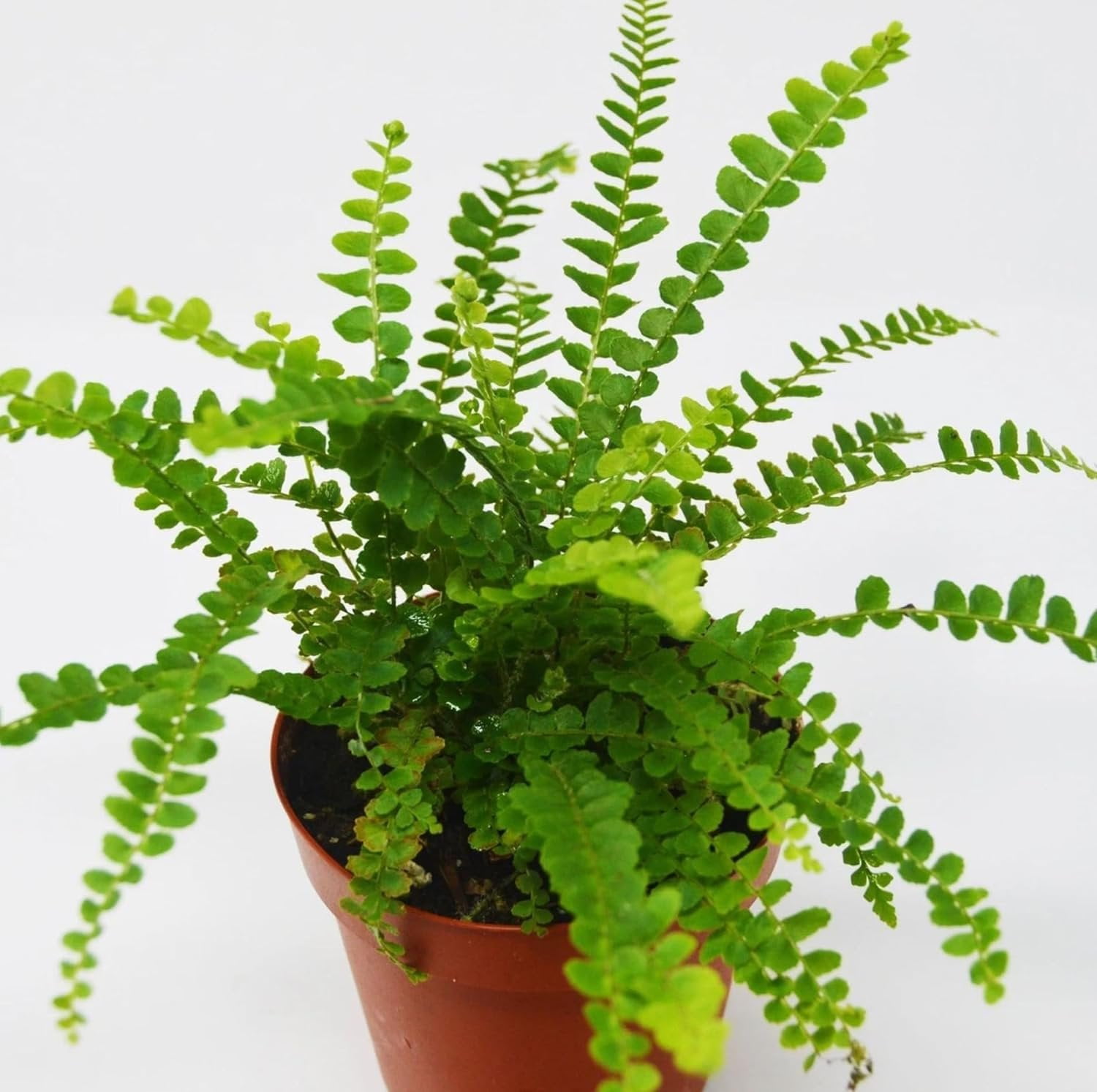 Lemon Button Fern - 30 Live Starter Plants in 2 Inch Pots - Nephrolepis ...