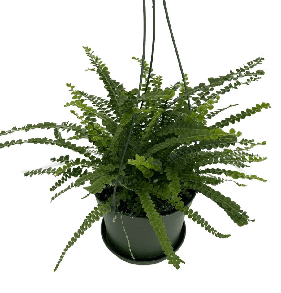 Lemon Button Fern Live Plant for Indoor in 4 Inch Pot, House Plant ...