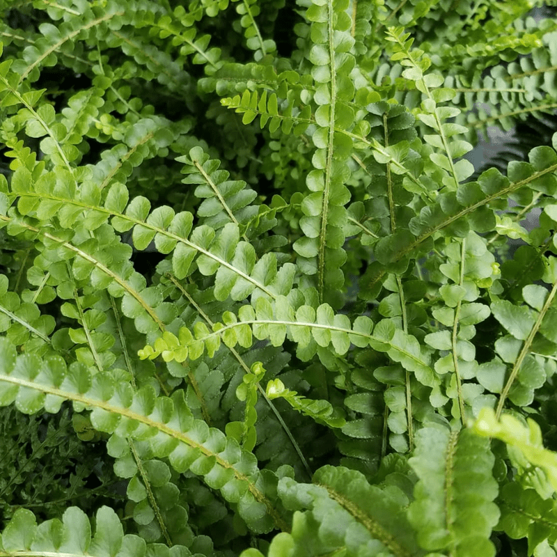 Lemon Button Fern Plant in 4 Inch Pot, Houseplant Indoor Garden ...