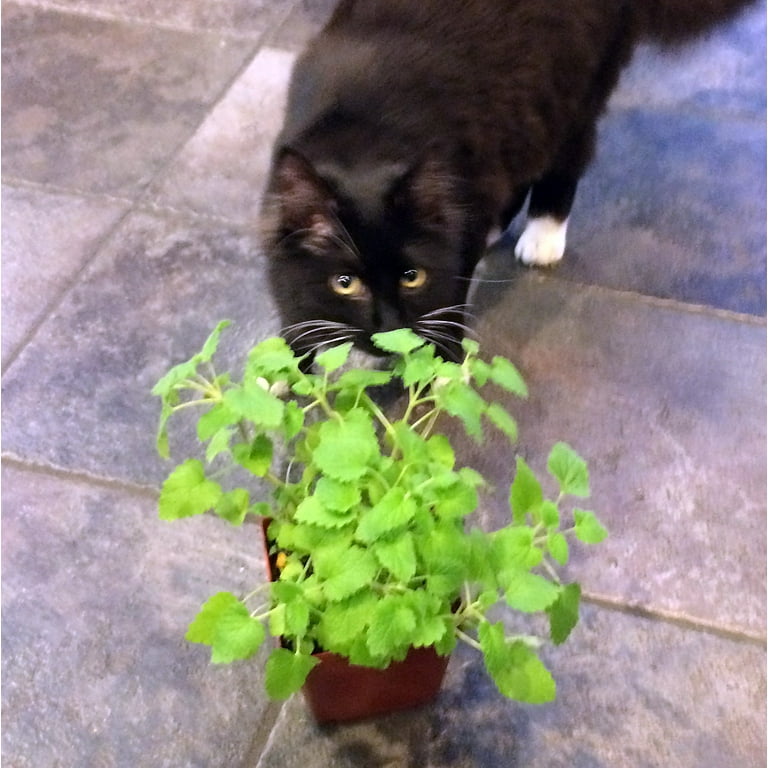 Catnip Plant And Cats
