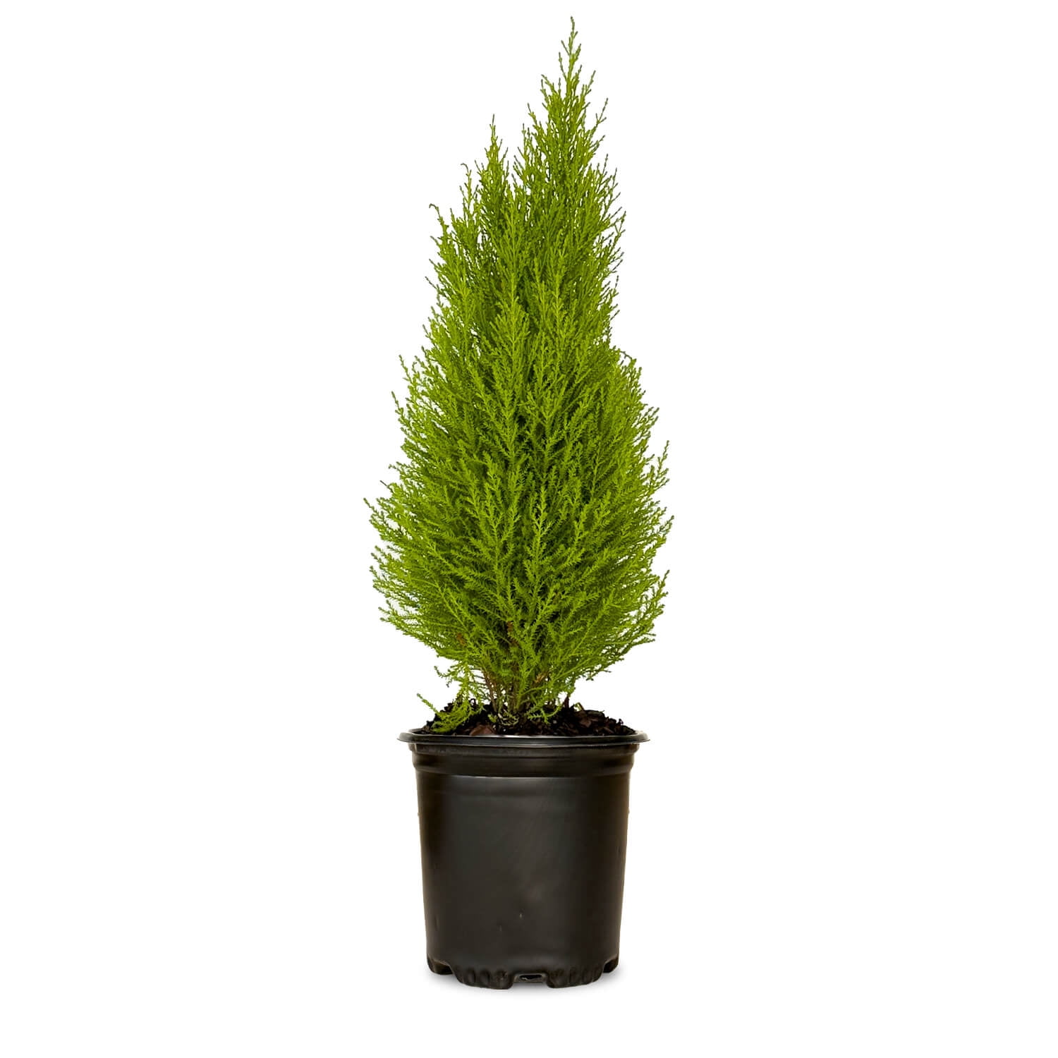 Expert Gardener Lemon Cypress Tree 'Wilma Goldcrest' (2.5 Quart ...