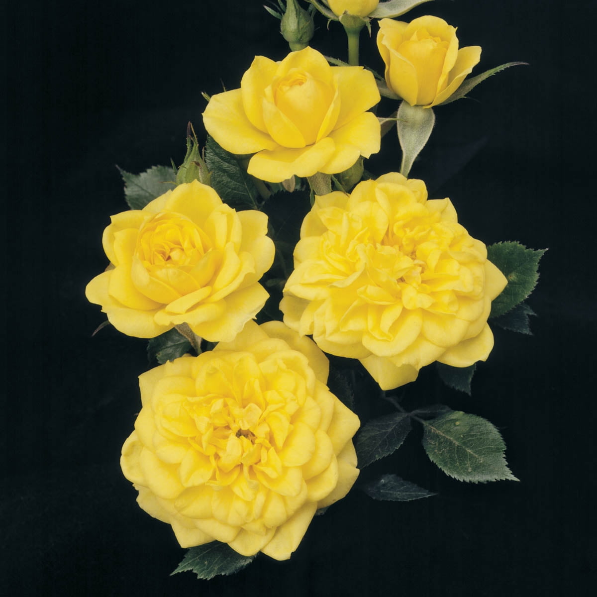 Lemon Drop Yellow Flowering Miniature Rose Bush Dormant Bare Root ...
