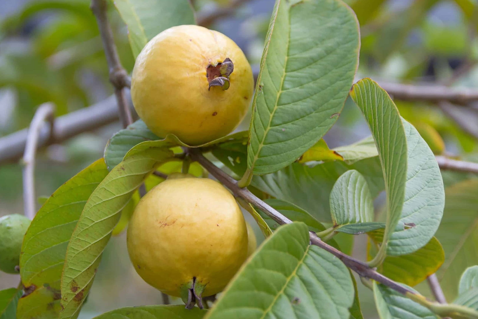 Lemon Guava Tree Live Plant for Planting 5 to 9 Inches Tall, Half Gal ...