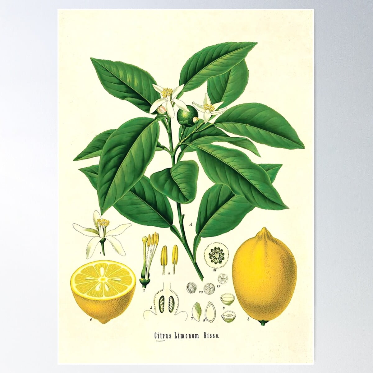 Lemon Life Cycle Poster Poster, 18x24 UNFRAMED - Walmart.com