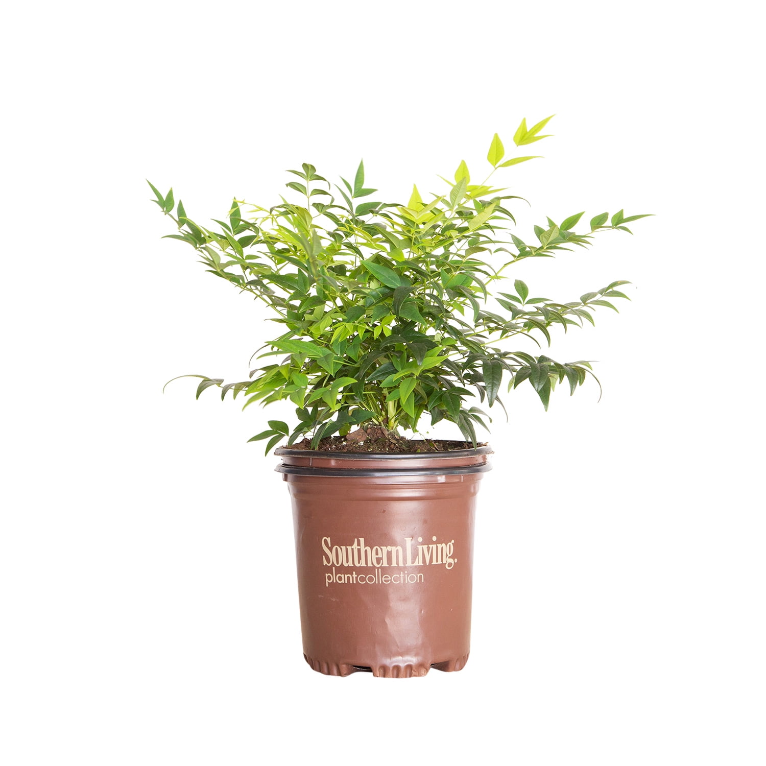 Southern Living Lemon Lime Nandina Live Shrub in 2.5-Quart Grower Pot ...