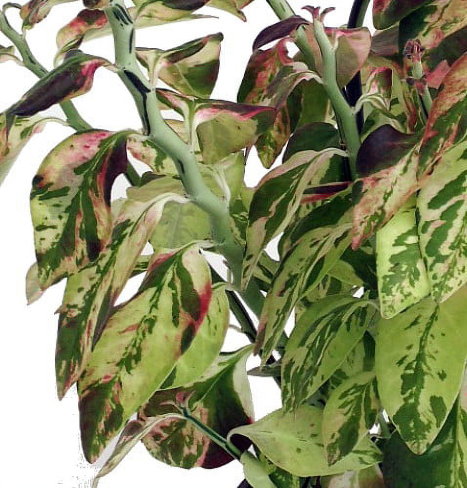 Lemon Meringue Devil's Backbone Plant - Pedilanthus - Red Bird Cactus ...