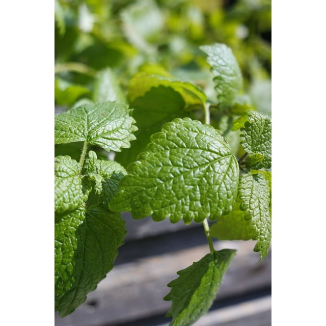 Lemon Mint Seeds/ Annual/ Full Sun/650 Seeds 1/4 Gram/ Zellajake Farm ...