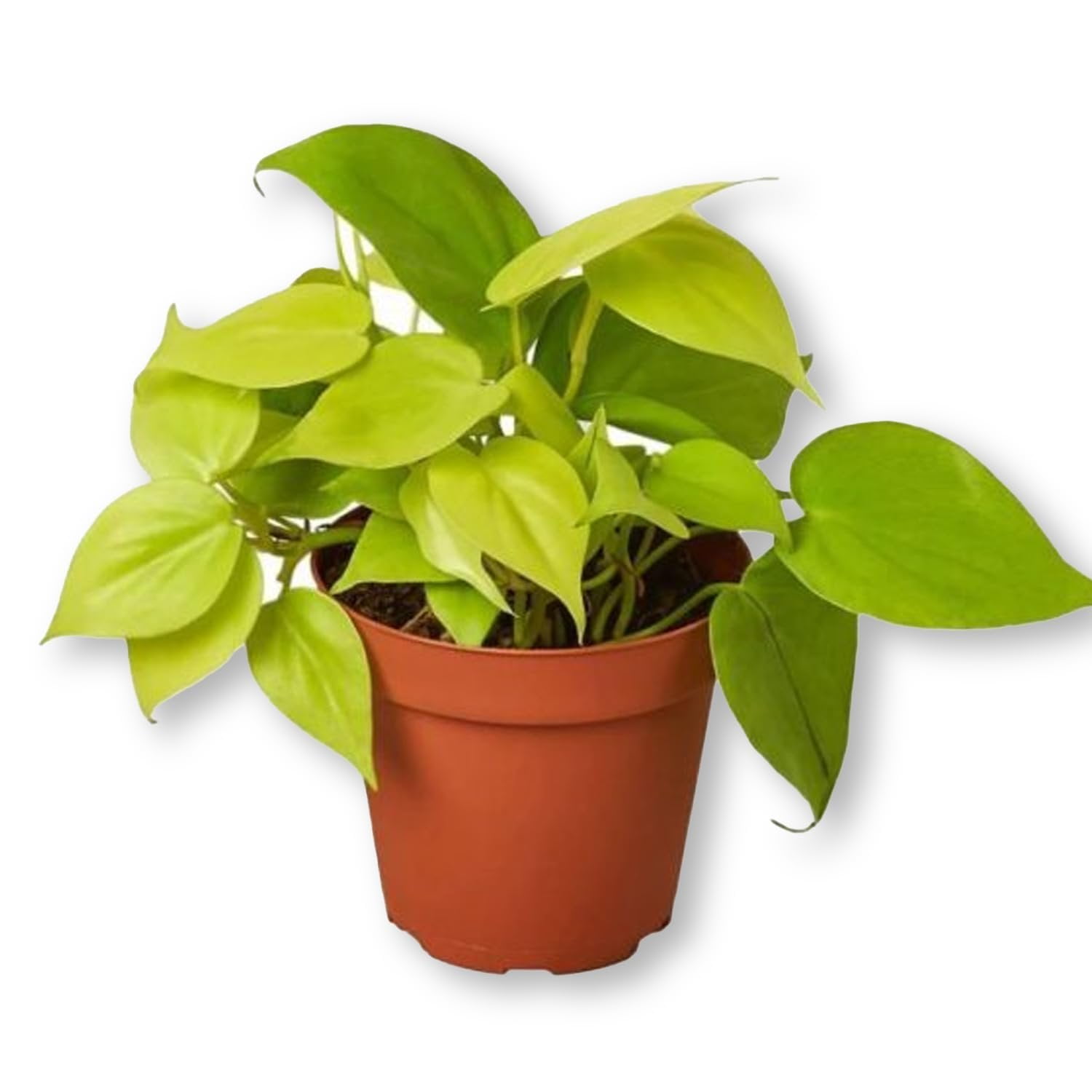 Lemon Philodendron - Live Plant in a 6 Inch Pot - Philodendron ...