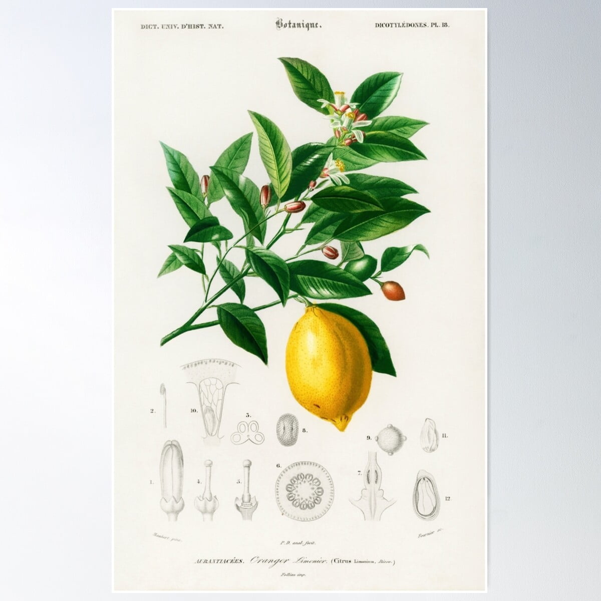 Lemon Print Poster Wall Art, Modern Wall Decor For Living Room Bedroom ...