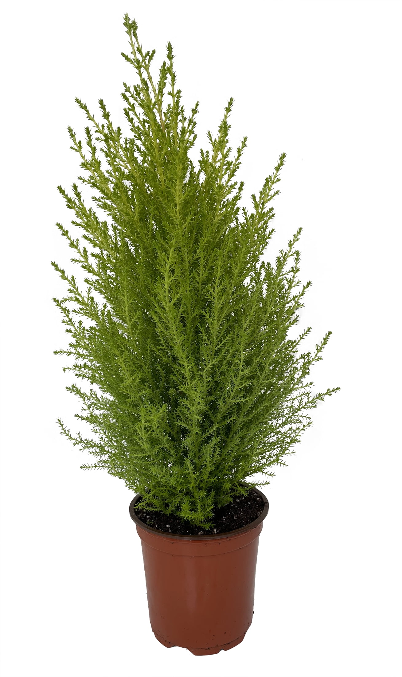 Lemon Scented Goldcrest Cypress Tree - Indoors/Out - 4.5" Pot - Walmart.com