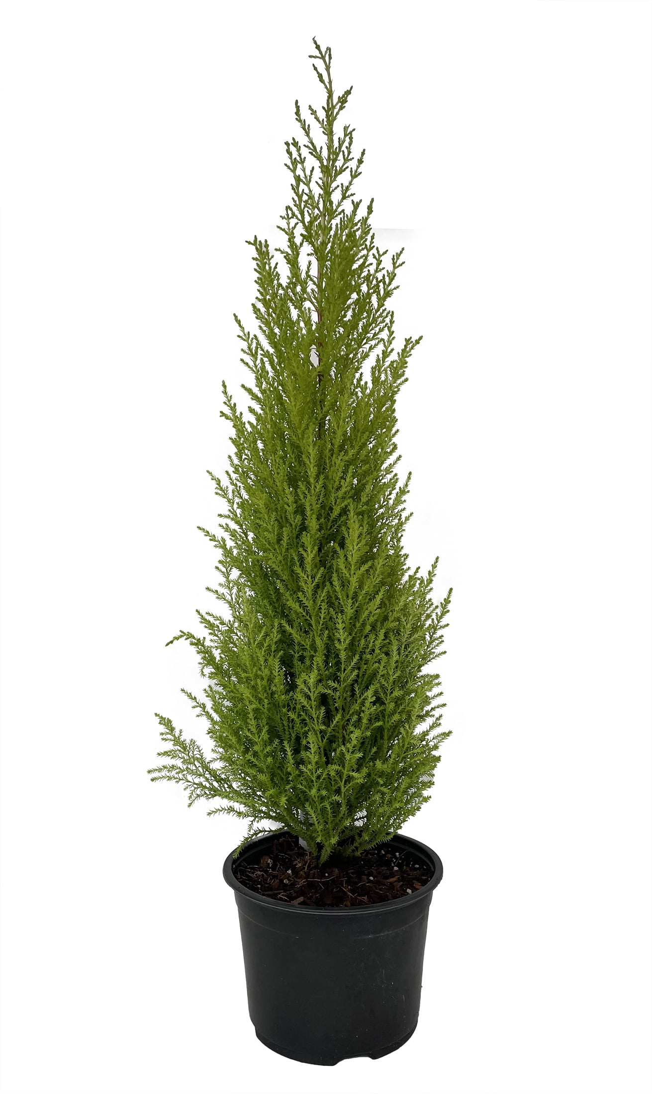 Lemon Scented Goldcrest Cypress Tree - Indoors/Out - 6" Pot - Walmart.com