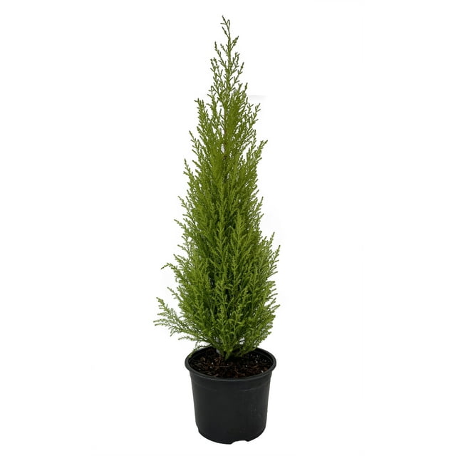 Lemon Scented Goldcrest Cypress Tree - Indoors/Out - 6" Pot - Walmart.com