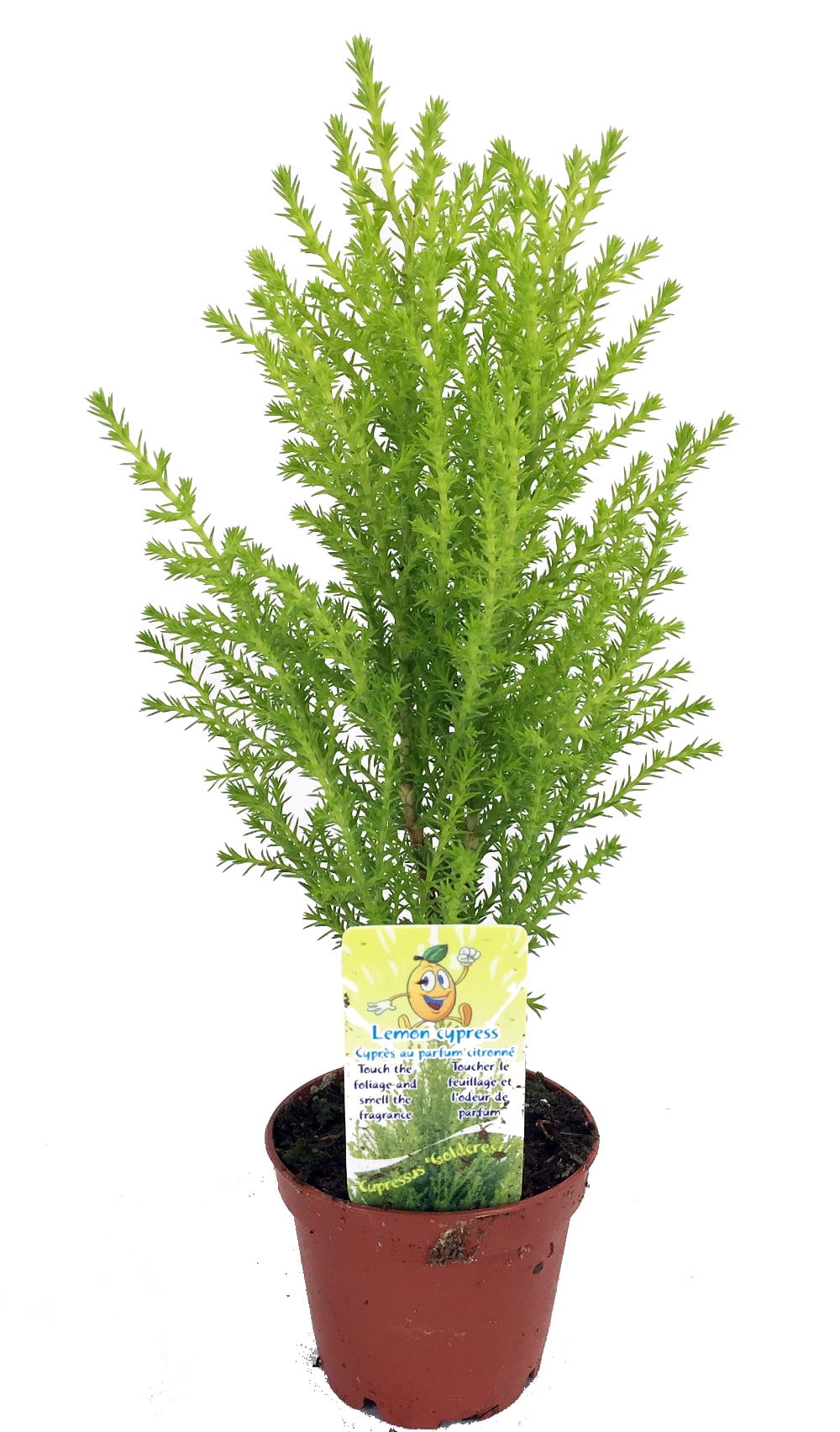 Lemon Scented Goldcrest Cypress Tree - Indoors/Out/FairyGarden - 2.5 ...
