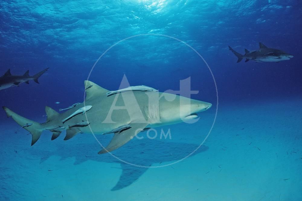Lemon Shark, Negaprion Brevirostris, Bahamas, Grand Bahama Island ...