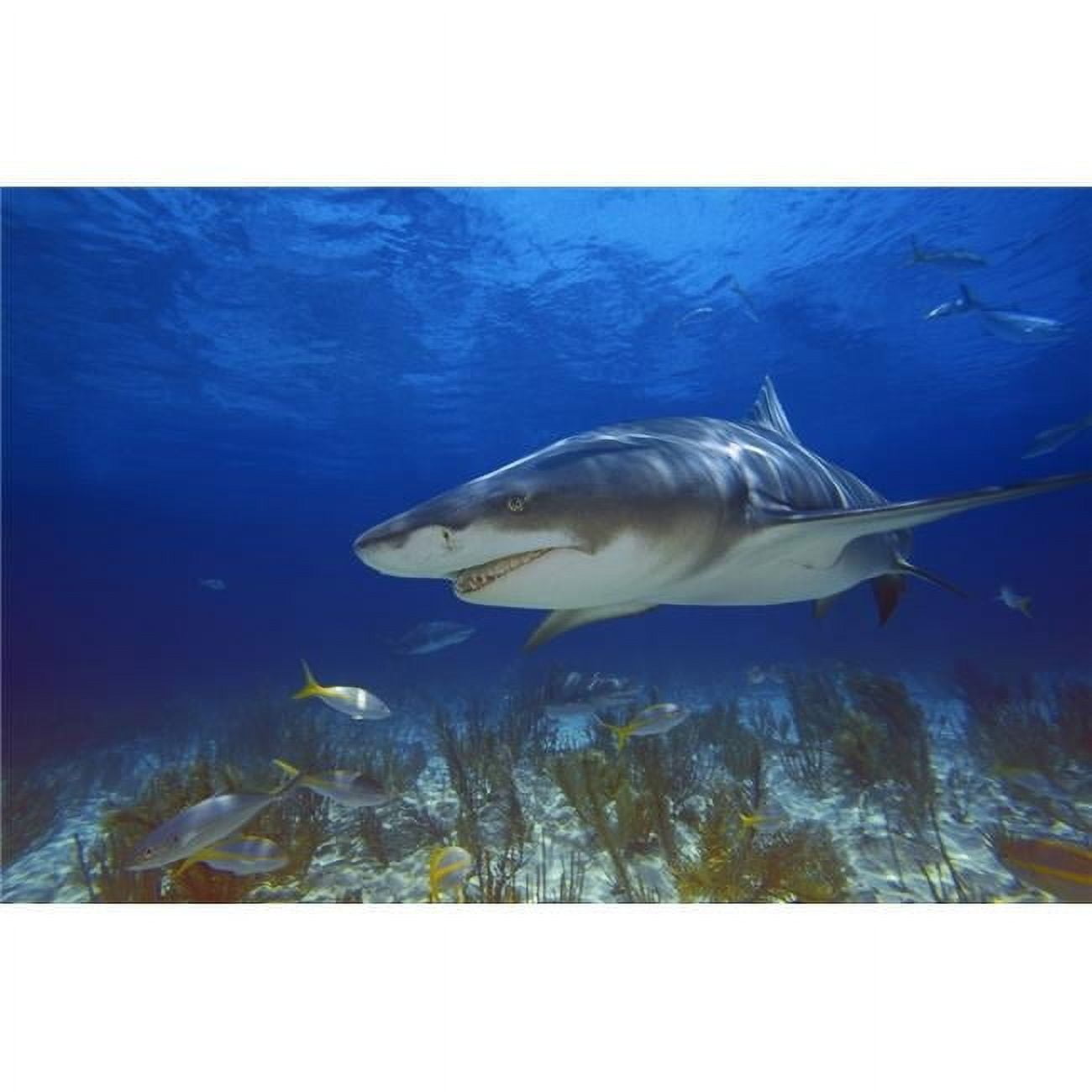 Lemon Shark Poster Print - Walmart.com