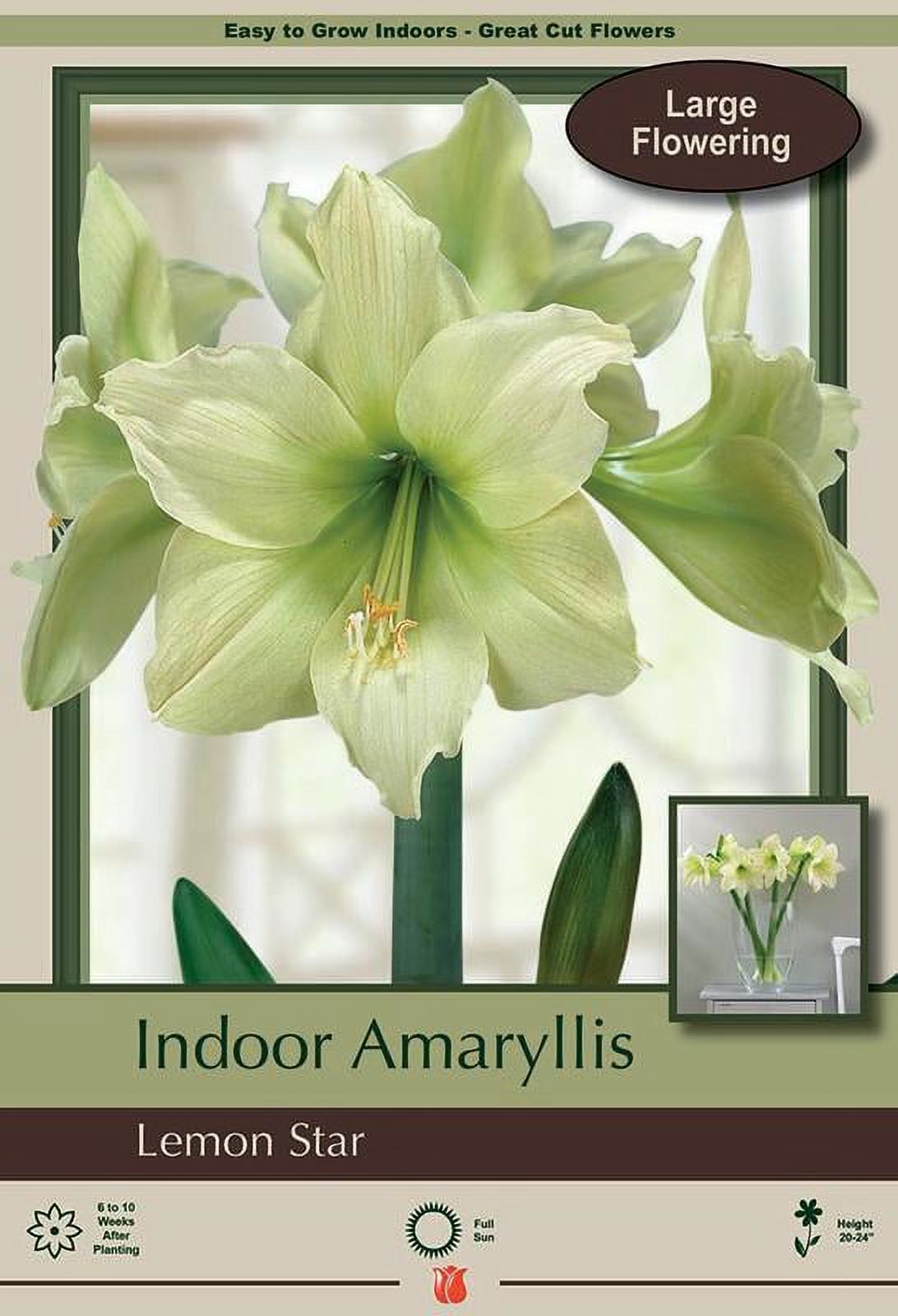 Lemon Star Amaryllis - Lemon Yellow - 32/34 cm Bulb - Immediate ...
