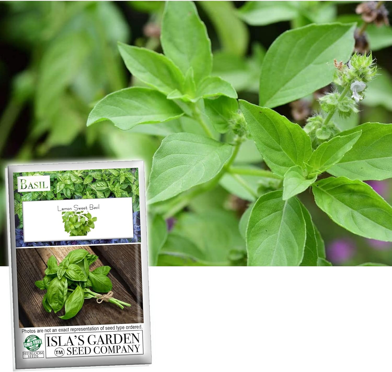 Lemon Sweet Basil Seeds for Planting 250+ Heirloom Herb Seeds Per ...
