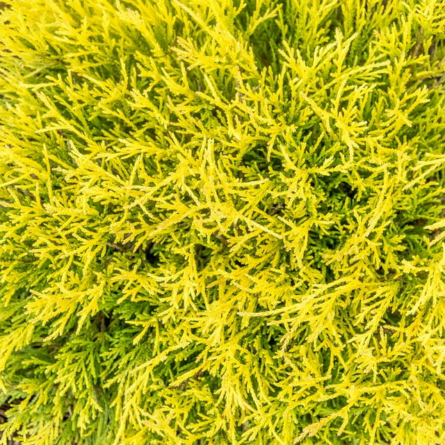 Lemon Thread Falsecypress Evergreen Shrub, grown in a 2.25 Gallon Pot ...