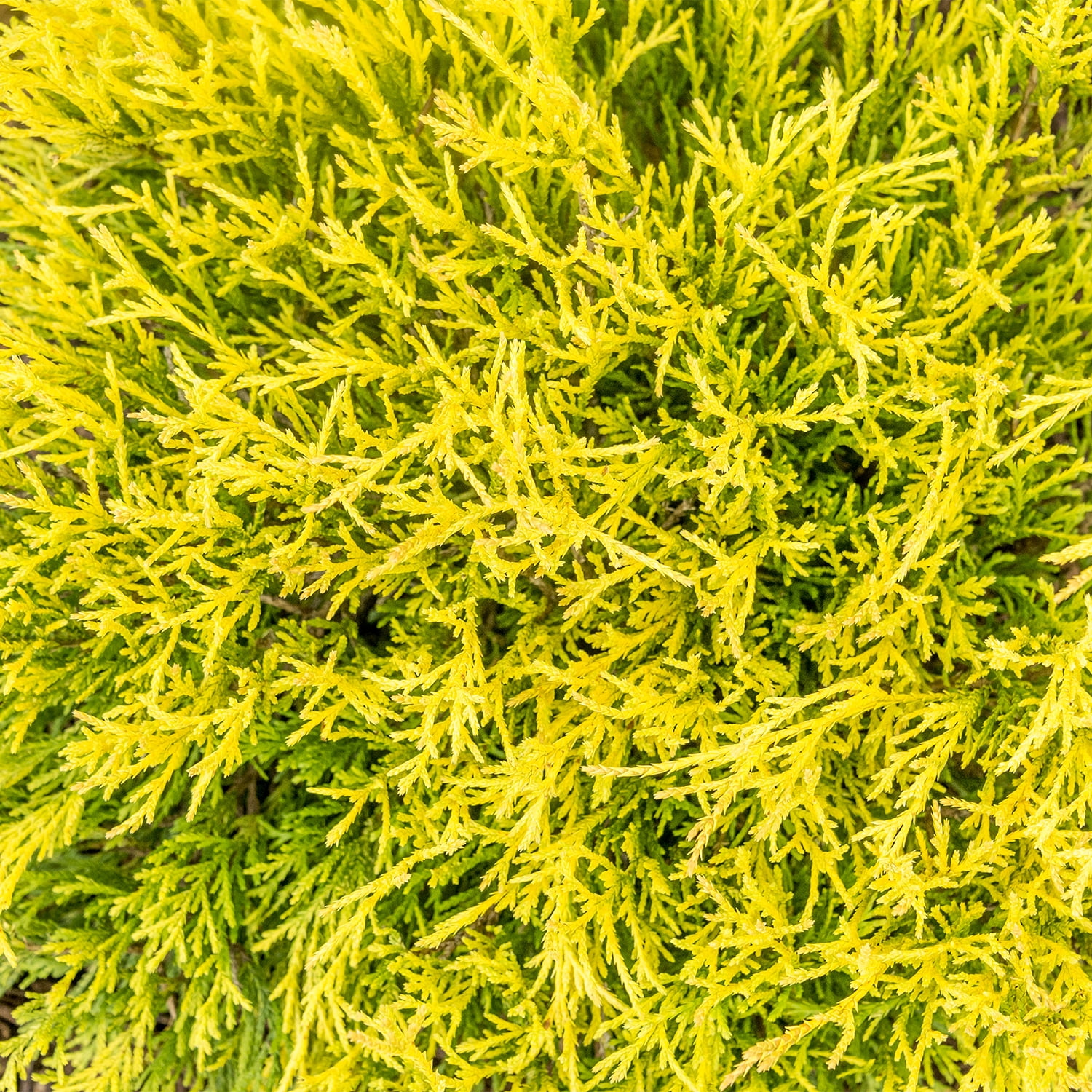 Lemon Thread Falsecypress Evergreen Shrub grown in a 2.25 Pot (1-Pack ...