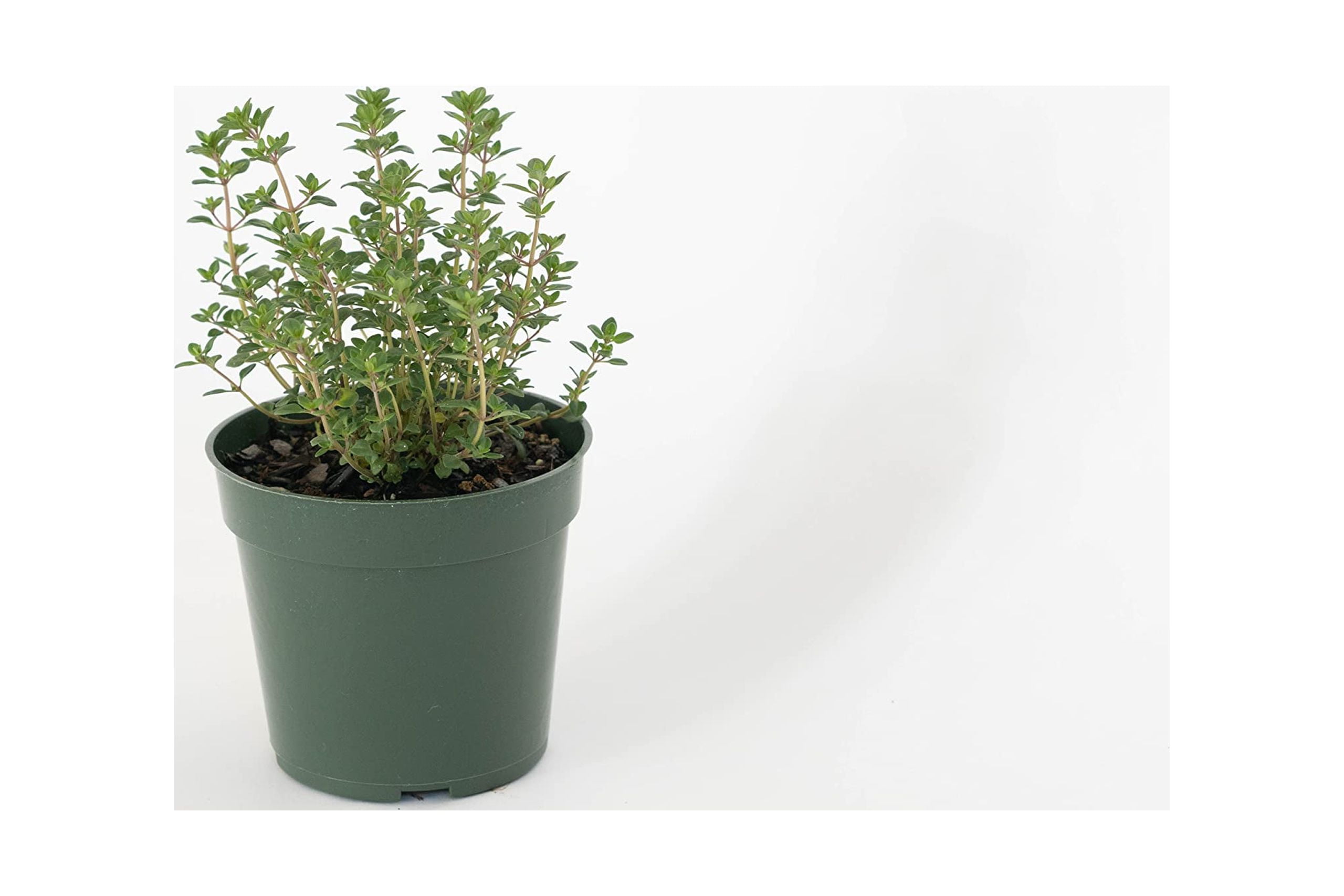 Lemon Thyme, Thymus Citriodorus, Live Fresh Potted Plant in 4" Nursery ...