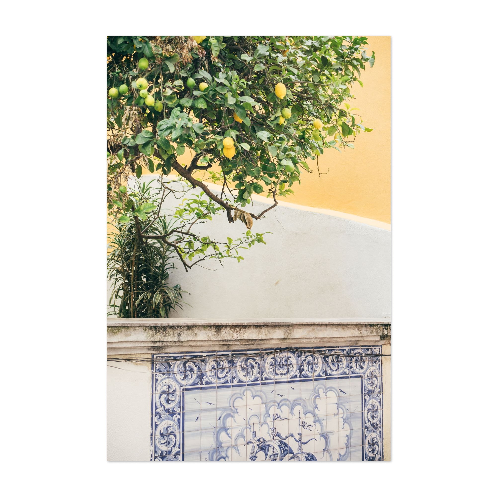 Lemon Tree in Portugal - Lisbon Portugal Photography Lemon Botanical ...