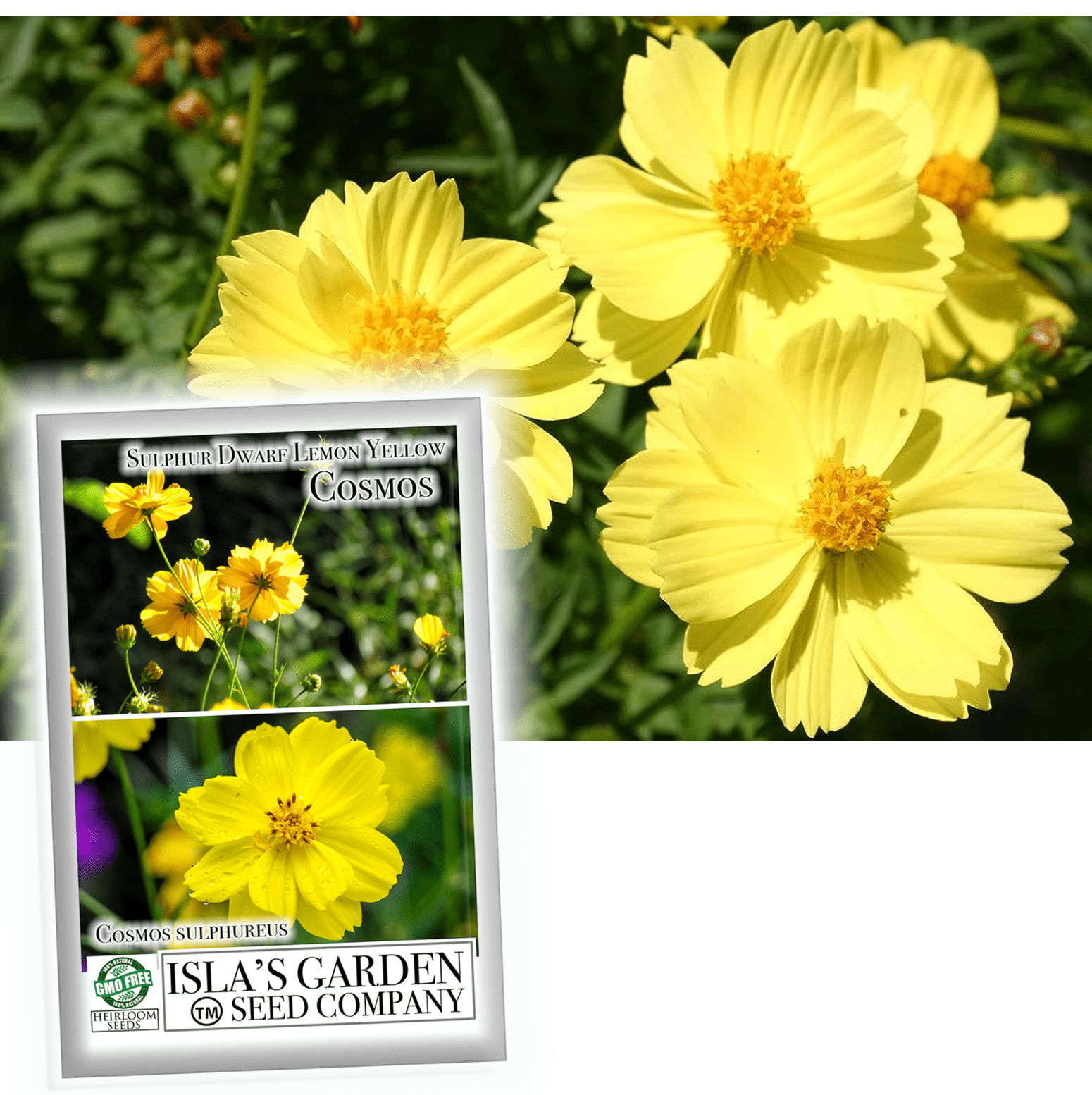 "Lemon Yellow" Sulphur Dwarf Cosmos Flower Seeds for Planting, 100+ Heirloom Seeds Per Packet ...