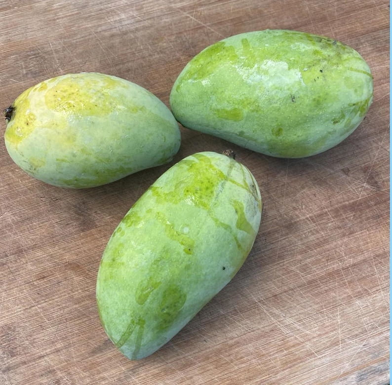 Lemon Zest Mango TREE GRAFTED (2-4 Feet Tall). Ship to all states ...