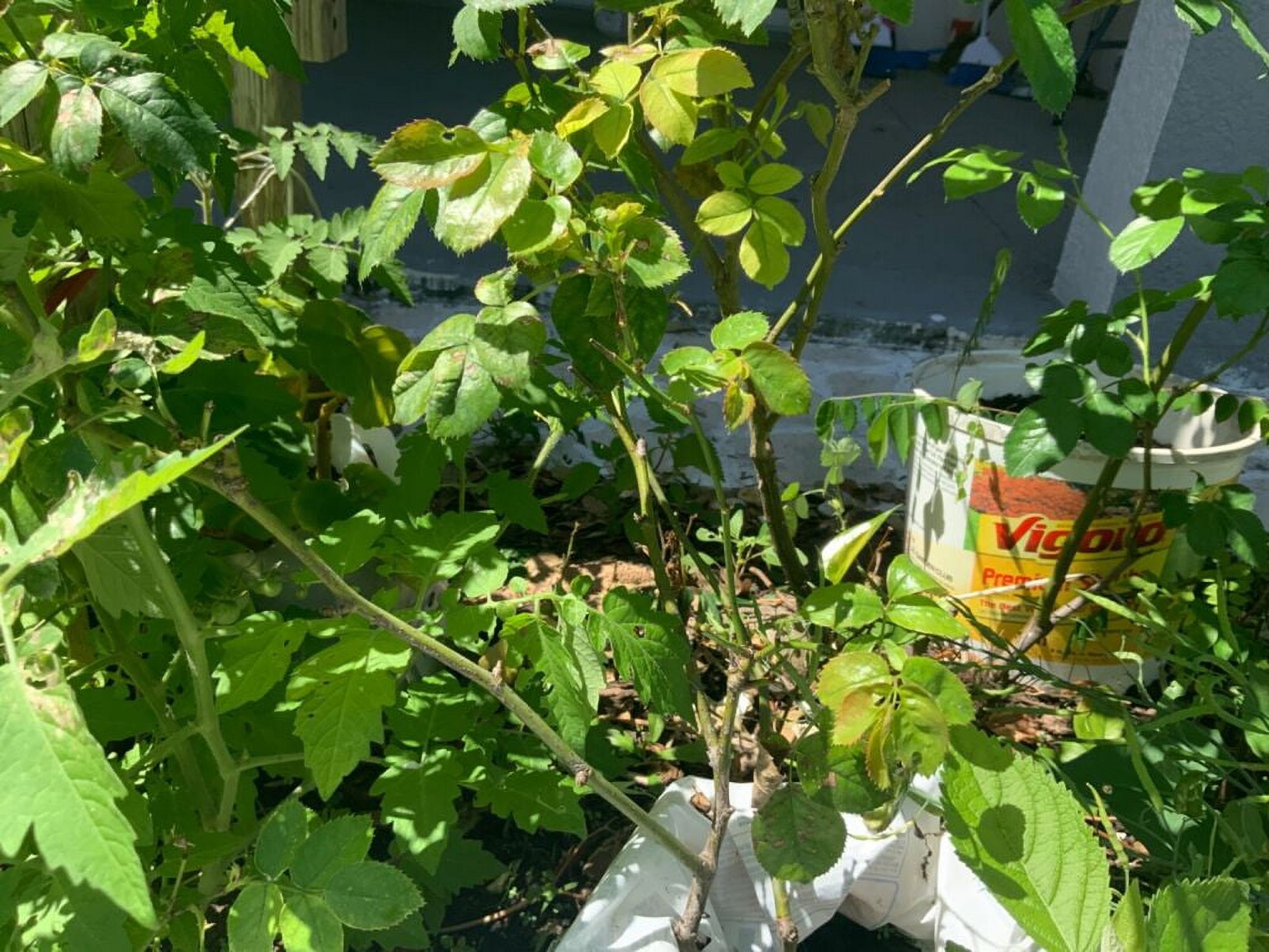 Lemon fizz rose-free shipping 1 live yellow rose plant - Walmart.com